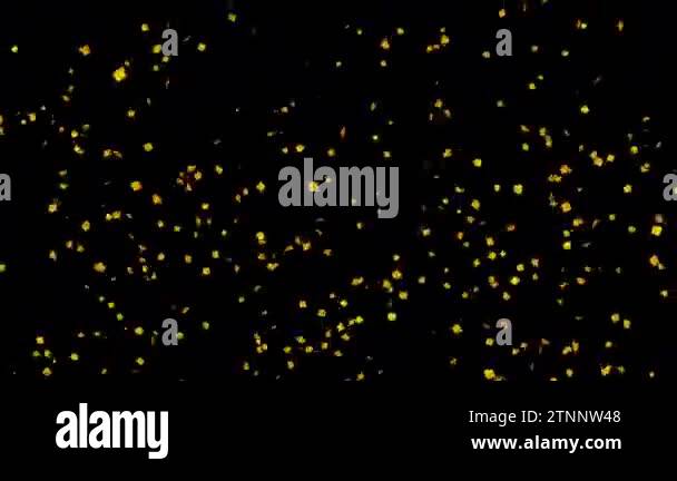 Bring out the gold in your party with this sparkling explosion of ...