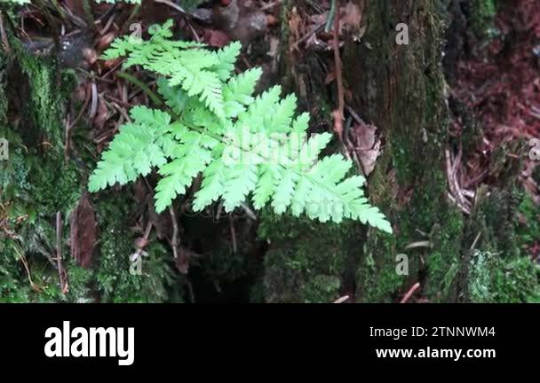 Fern on a stump in a forest. A fern a growing on a tree stump Stock ...