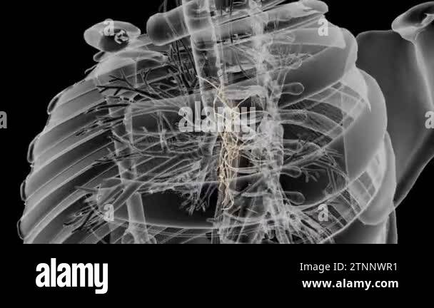 The thoracic part of the esophagus is innervated by the esophageal ...