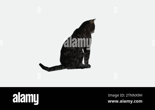 3d render green screen chroma key animation isolated Cat sitting from a ...