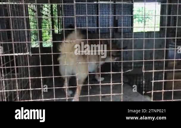 Dog locked in the kennel Stock Videos & Footage - HD and 4K Video Clips ...