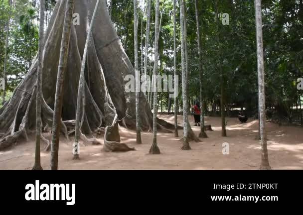 Ton Phueng giant tree or Ton Siang largest highest plant in community ...