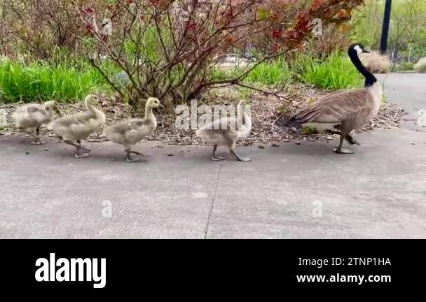 Canadian Goose family in a park at springtime. Canada geese (Branta ...