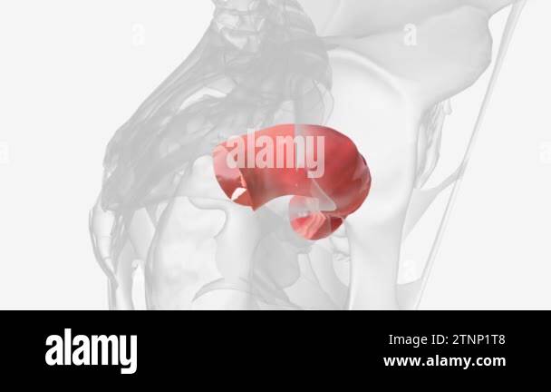 The sigmoid colon (or pelvic colon) is the part of the large intestine ...