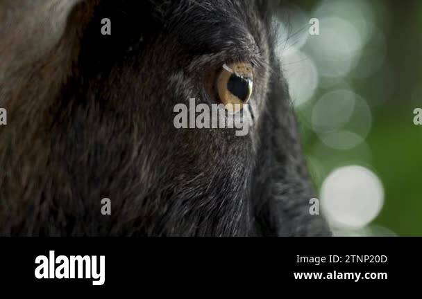 Goat eye pupil Stock Videos & Footage - HD and 4K Video Clips - Alamy