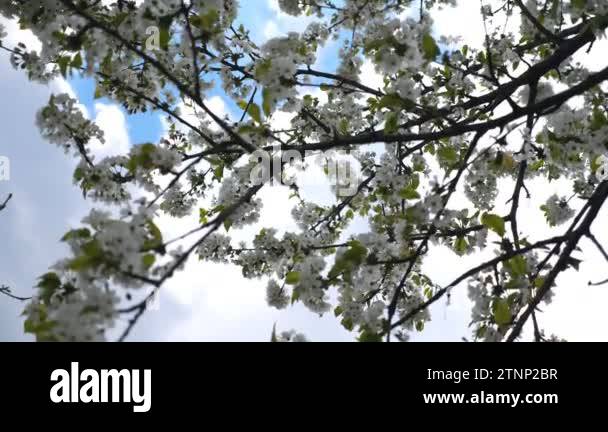 Flowers that close in low light Stock Videos & Footage - HD and 4K ...