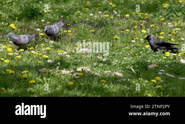 Three birds walk around the meadow and search for food among the plants ...