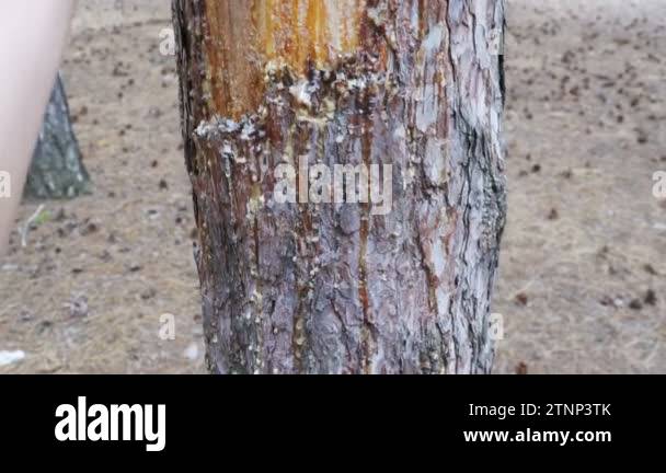 Tar pine Stock Videos & Footage - HD and 4K Video Clips - Alamy
