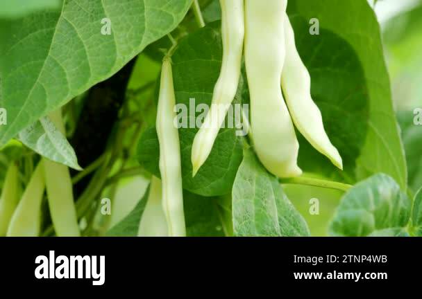 Ripe kidney bean growing on farm in 4K VIDEO. Bush with bunch of pods ...