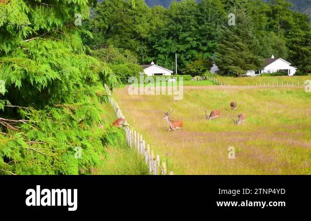 Deer fence jumping Stock Videos & Footage - HD and 4K Video Clips - Alamy