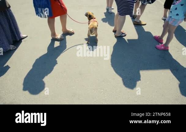 Crowd queue line vector Stock Videos & Footage - HD and 4K Video Clips ...