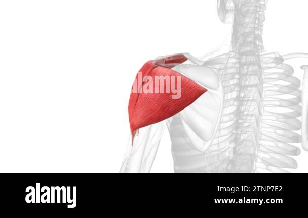 deltoid muscles are in your shoulder, which is the ball-and-socket ...