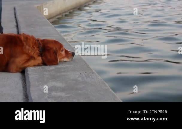 Dog lying on pier Stock Videos & Footage - HD and 4K Video Clips - Alamy