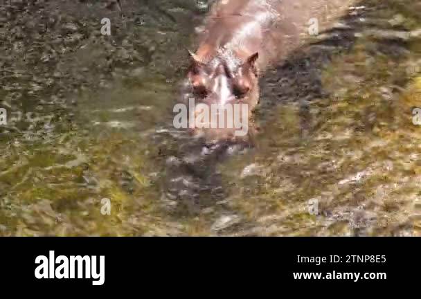 Hippo swimming in water, danger animal in zoo. Wildlife hippo in pond ...