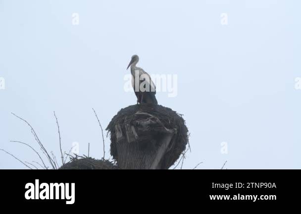 A stork bends the stork from the nest against the background of a ...