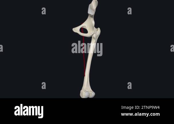 the femoral artery is a large blood vessel that provides oxygenated ...