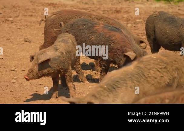 Pigs in the dirt at open farm slow motion, hot summer evening ...