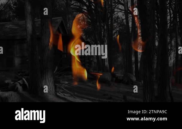 Animation of fire flames over trees in forest. Nature, forest and ...