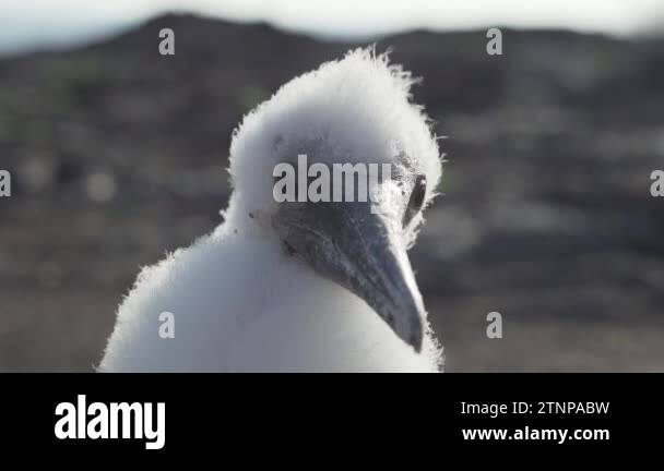 cute little baby Nazca booby chick, Sula granti, with fluffy plumage ...