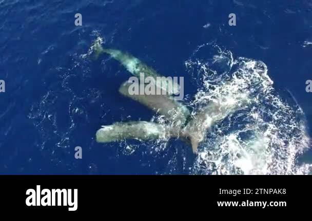 Sperm whales drifting near surface of ocean water. Top view. Group of ...
