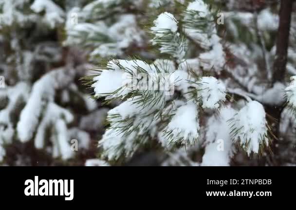 Beautiful green branches of Christmas fresh pine trees covered with ...