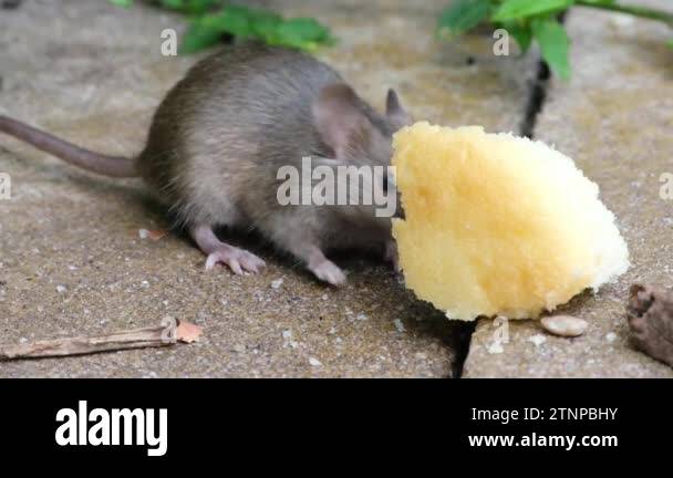 The house mouse is a small mammal of the order Rodentia ...