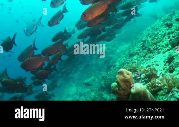 Underwater coral reef comes alive with school of ray-finned fish in ...