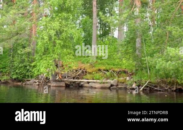 Calm shore of Lososinnoye lake. Taiga ecosystem. Reed sedge grow on ...