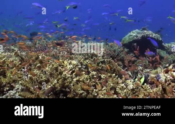 Reef fish behavior Stock Videos & Footage - HD and 4K Video Clips - Alamy