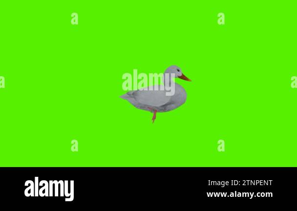 3d render green screen chroma key animation isolated White duck ...