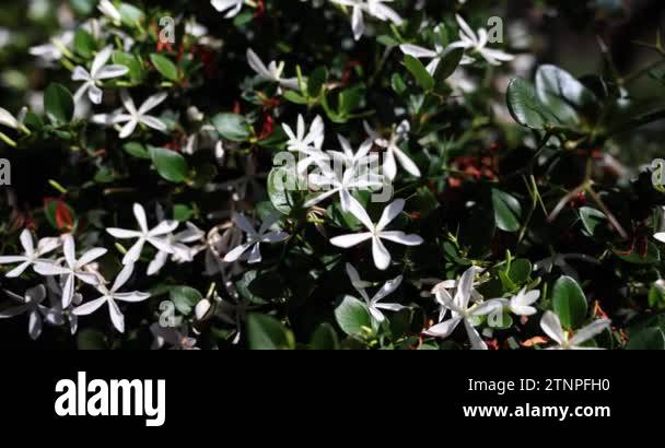 Herb pattern Stock Videos & Footage - HD and 4K Video Clips - Alamy