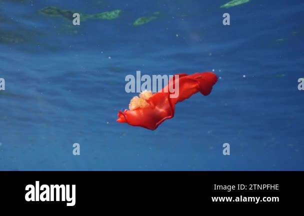 Red Sea Slug swims in blue sea under water surface in sunrays. Spanish ...