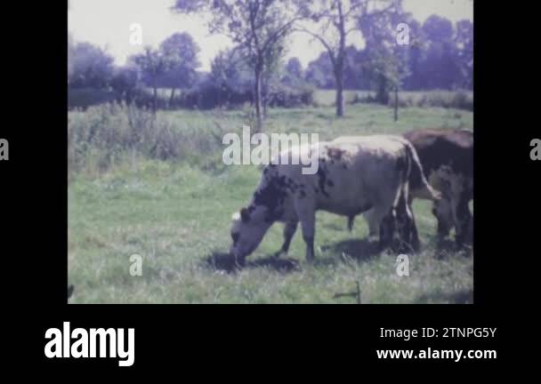 Paris, France june 1965: Historic footage of cows grazing peacefully on ...