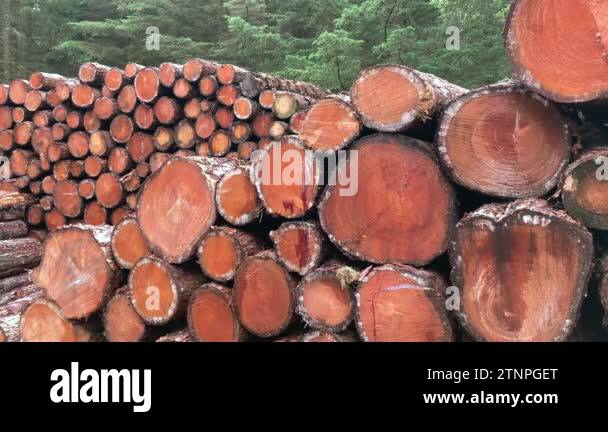 Two rows of pine wood log piles. Concept for sustainable building ...