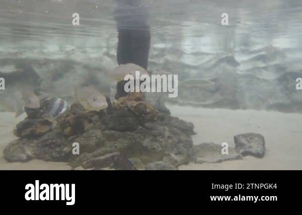 Yellowfin whiting Stock Videos & Footage - HD and 4K Video Clips - Alamy