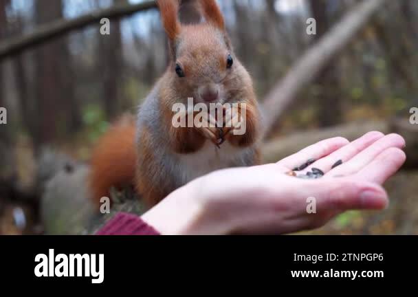 Wild fluffy squirrel taking nuts from female arm and gnawing it outdoor. Cute rodent eating food ...