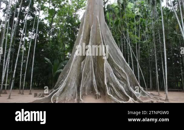 Ton Phueng giant tree or Ton Siang largest highest plant in community ...
