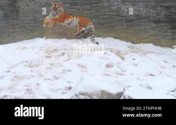 Siberian tiger (Panthera tigris altaica), also called Amur tiger in Russian Far East. It was ...
