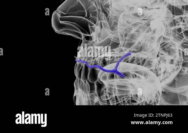 Vena labial superior Stock Videos & Footage - HD and 4K Video Clips - Alamy