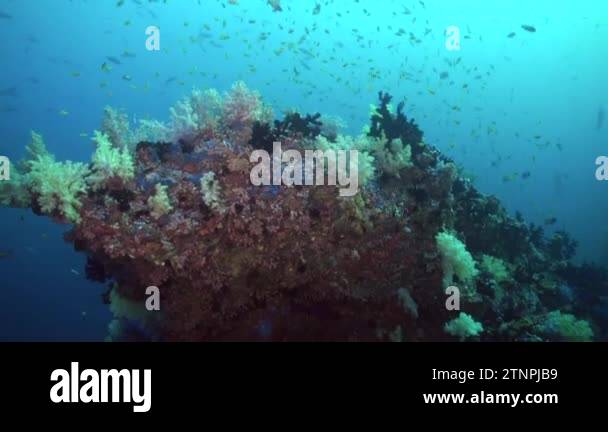 Underwater coral reef teems with school of small fish in Maldives ...