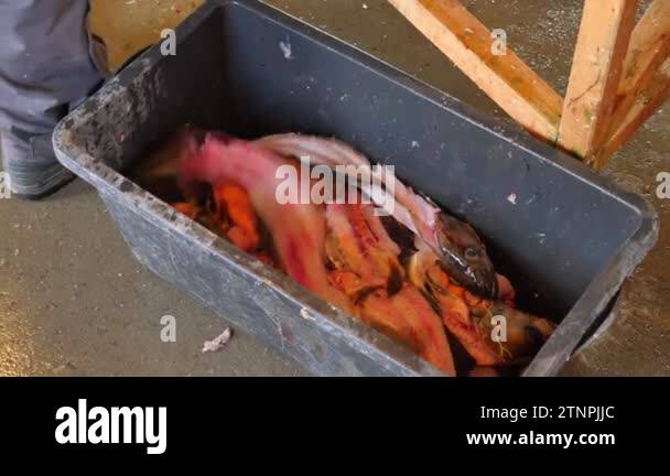 A man throws bloody fish skeleton into a plastic waste box. The ...
