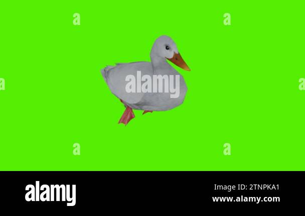 3d render green screen chroma key animation isolated Cute duck eating ...