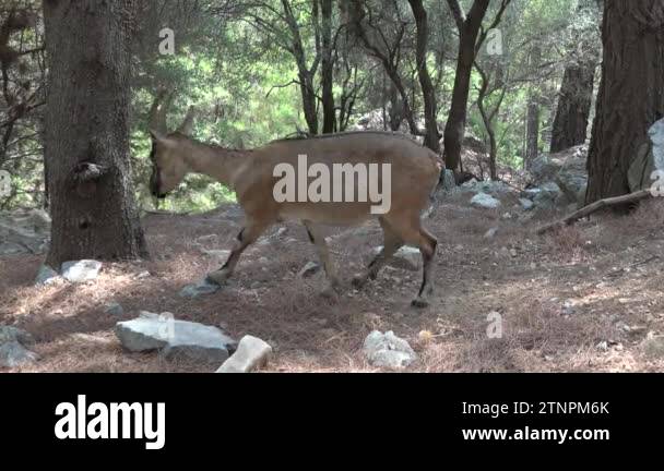 This is not the samaria gorge Stock Videos & Footage - HD and 4K Video ...