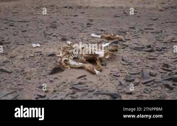 Zebra skeleton Stock Videos & Footage - HD and 4K Video Clips - Alamy