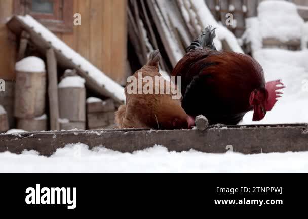 In winter, brown chickens and a rooster eat in the yard. Pets in the ...