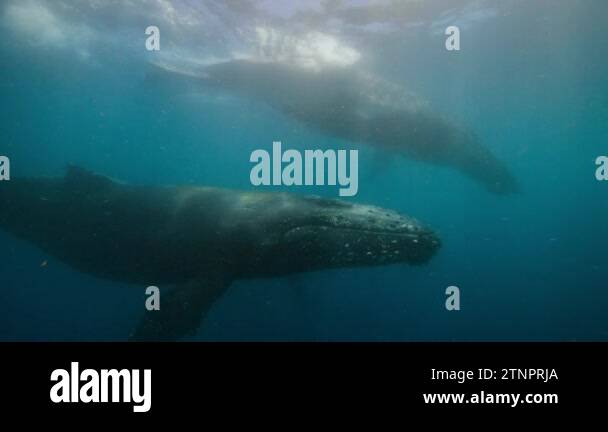 Close up of humpback whales (Megaptera novaeangliae) swimming on ...