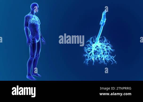Anterior view human body Stock Videos & Footage - HD and 4K Video Clips ... Anterior view human body Stock Videos & Footage - HD and 4K Video Clips ...