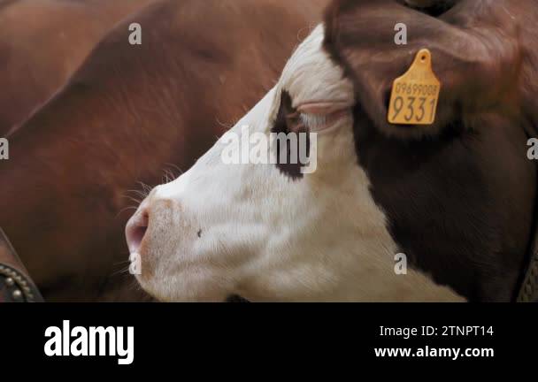 cow. close-up. cow face. sad cow eyes. many flies flying around the ...