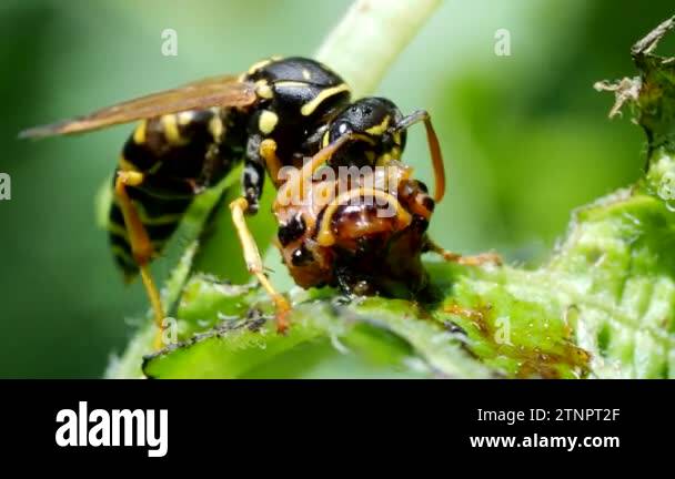 Wasp eats a worm in 4K VIDEO. Rare footage of wasp (vespula vulgaris ...