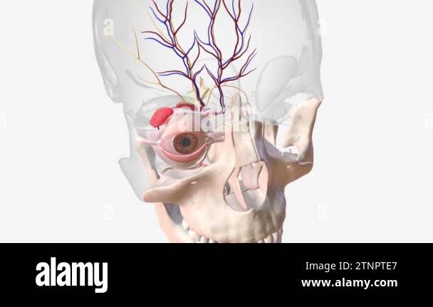 Nervous and vascular system in the eye Stock Video Footage - Alamy